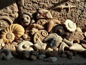 Fossils and Evolution: What They Tell Us About Our Past